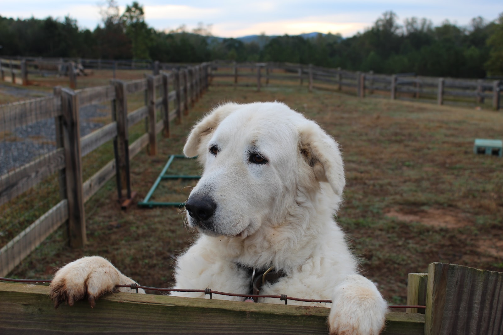 The Maremma Sheep Dog – Catriona's Kitchen